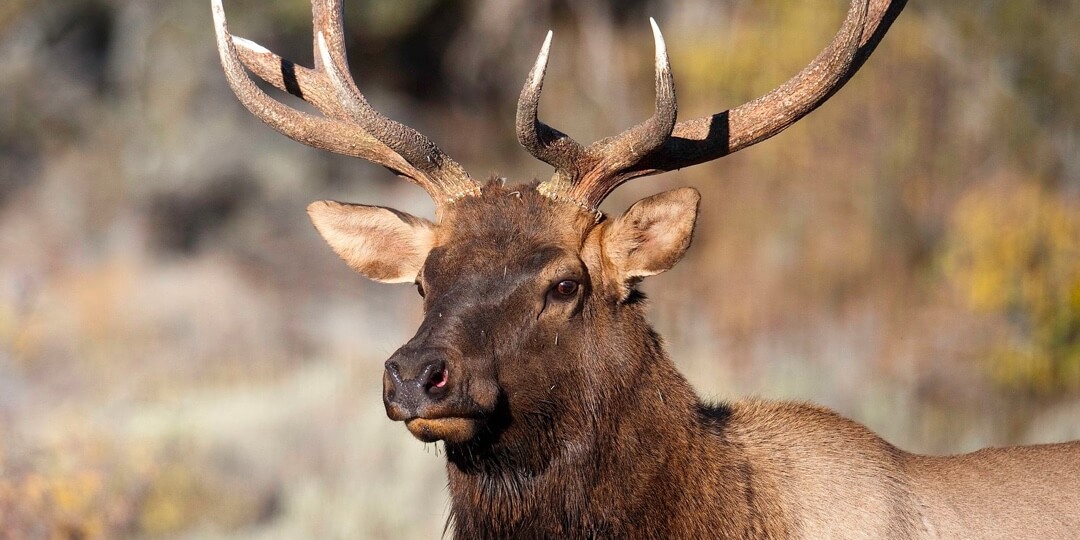 Nevada Wildlife Discovery Trail