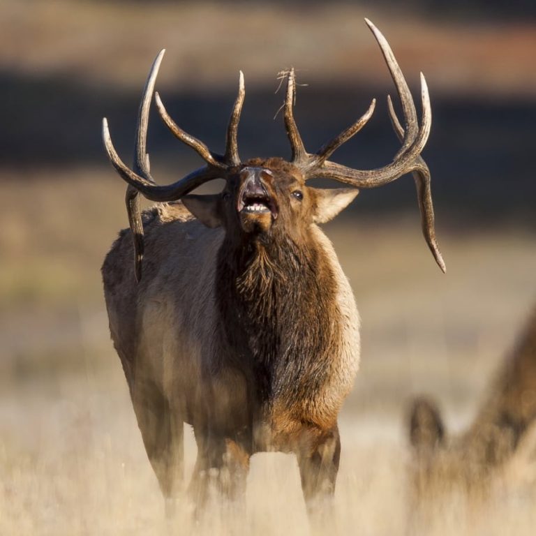 Nevada Department of Wildlife - NDOW