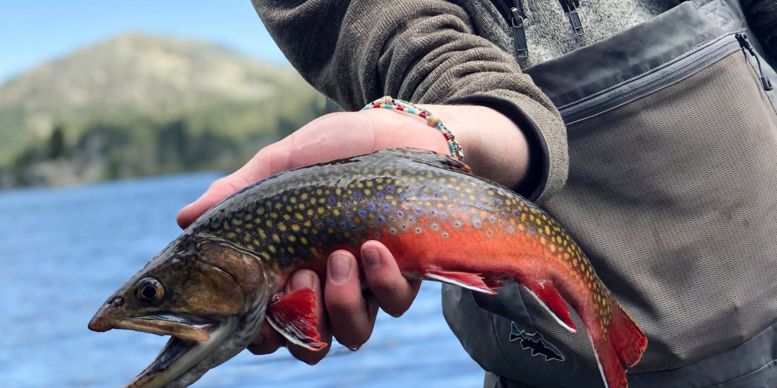 Get Outside in Nevada - Nevada Wildlife - NDOW