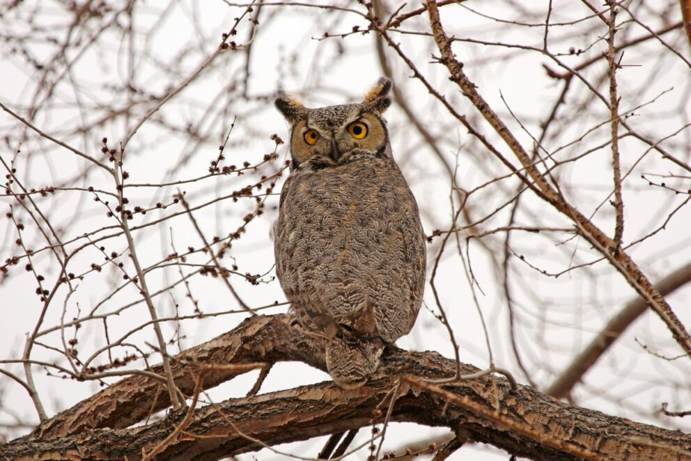 Nevada Department of Wildlife - NDOW
