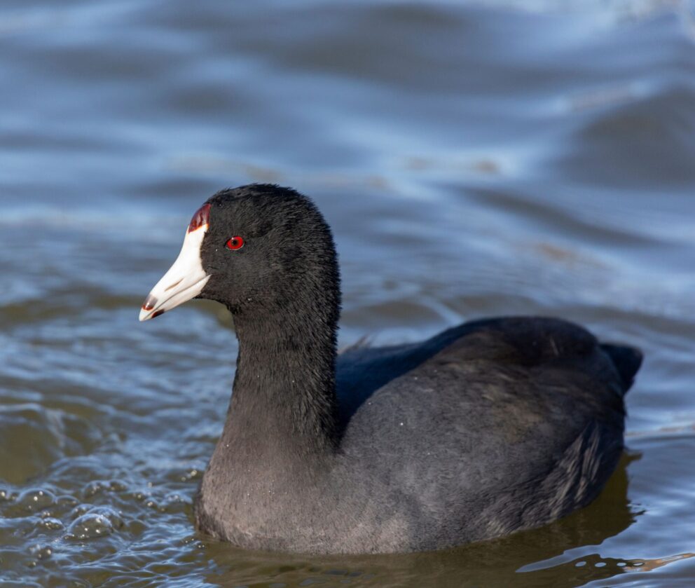 Species Information - Nevada Wildlife