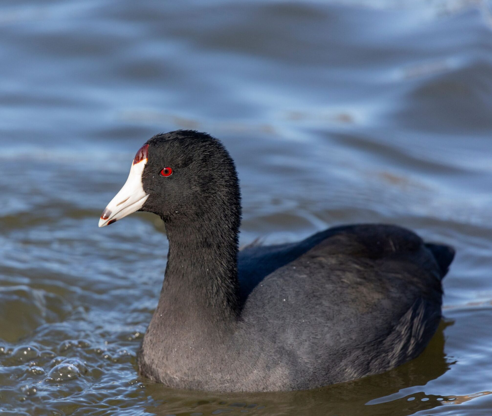 Species Information - Nevada Wildlife