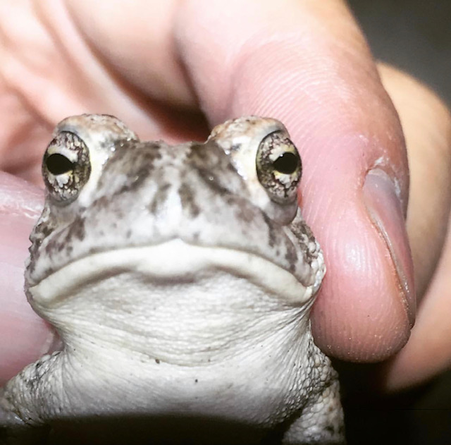 Arizona Toad - NDOW