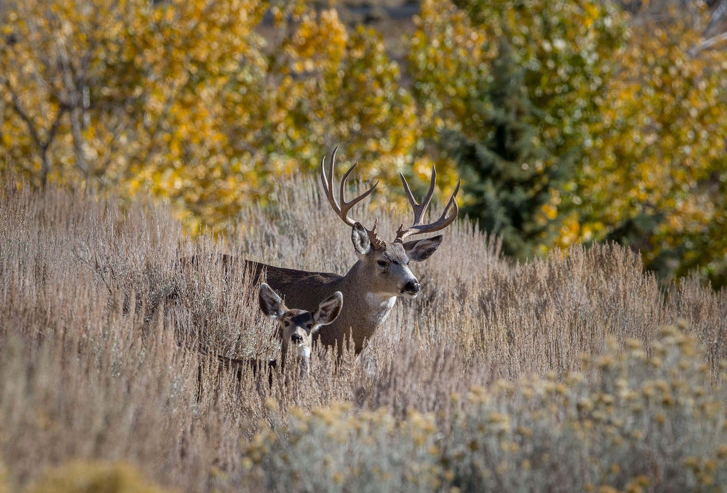Living With Mule Deer - Nevada Wildlife