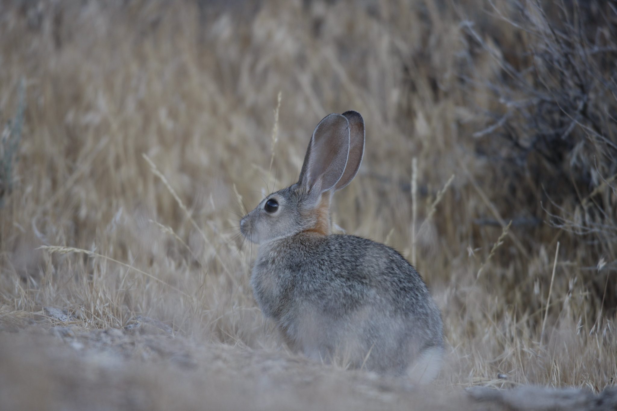 Desert Cottontail - NDOW