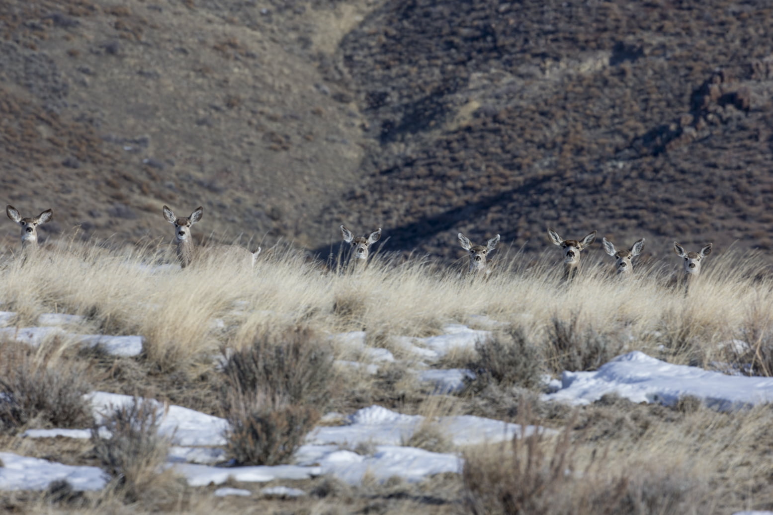 Nevada Department of Wildlife - NDOW