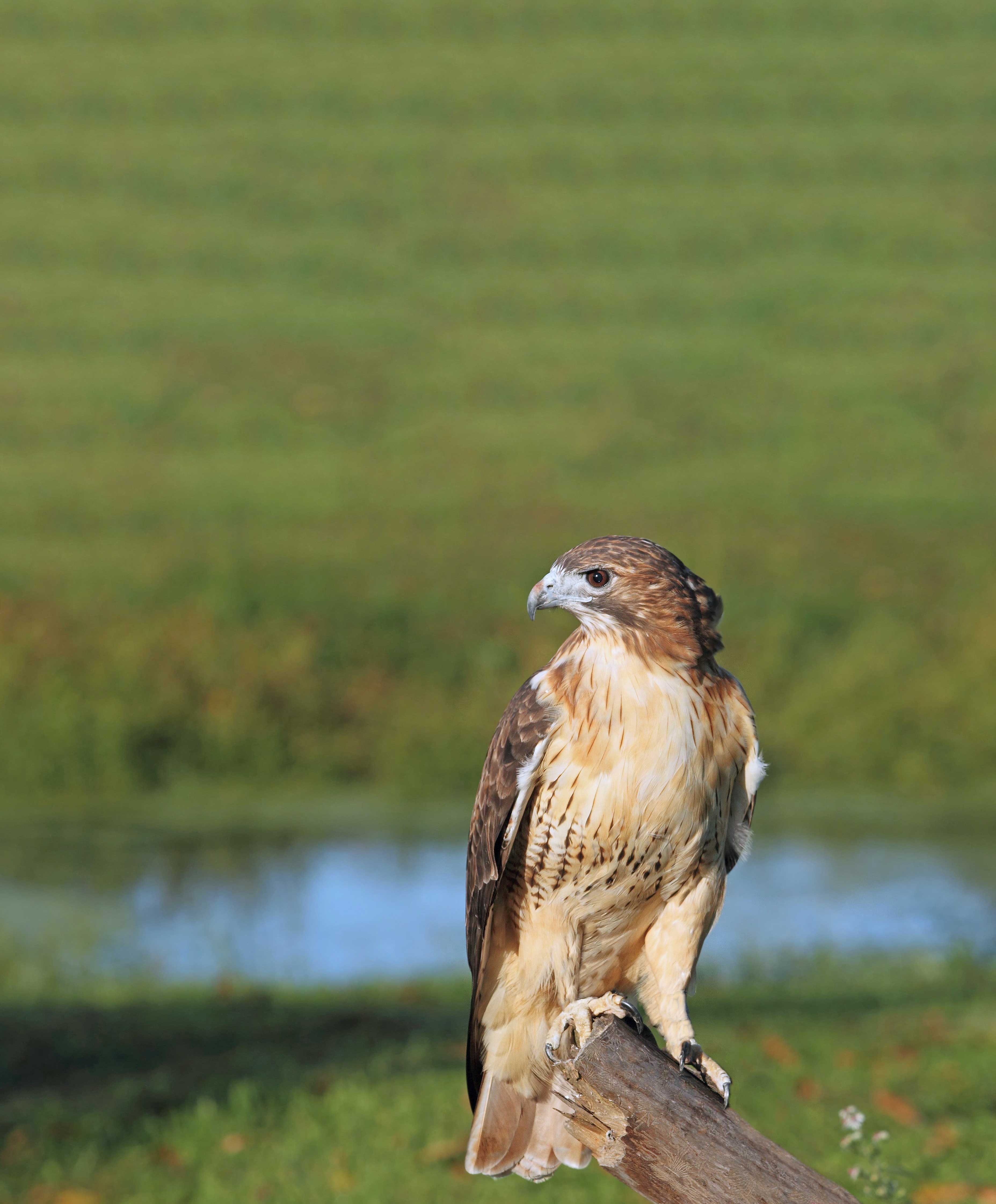 Las Vegas Nevada Birds Identification Living With Raptors Nevada