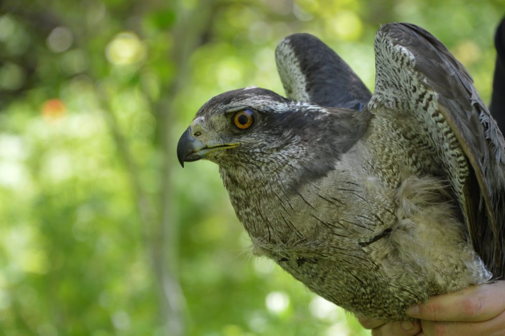 Northern Goshawk - NDOW