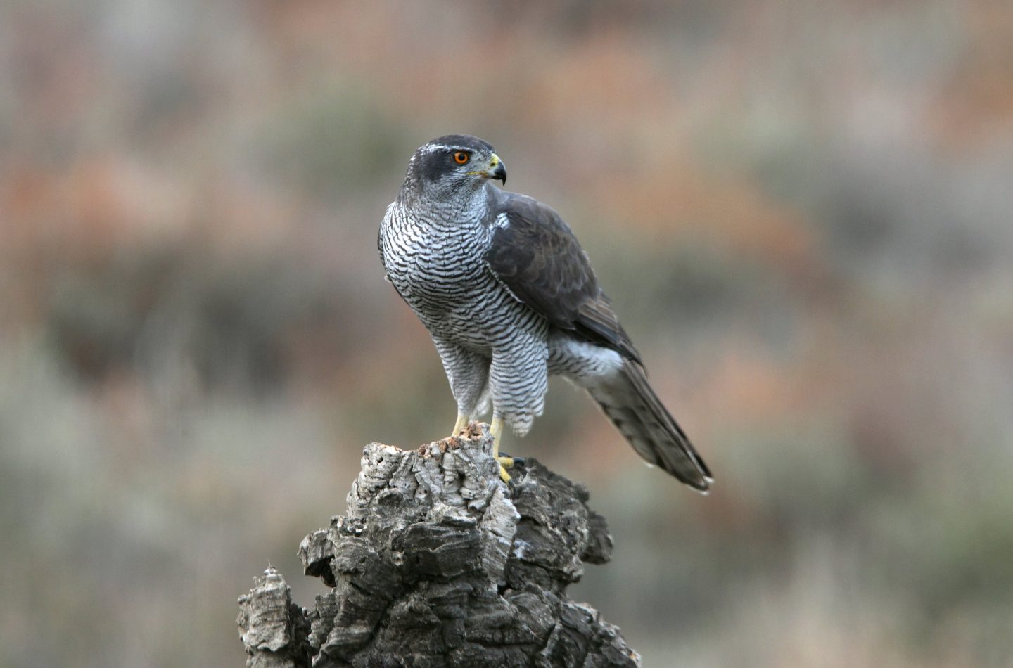 Northern Goshawk - NDOW