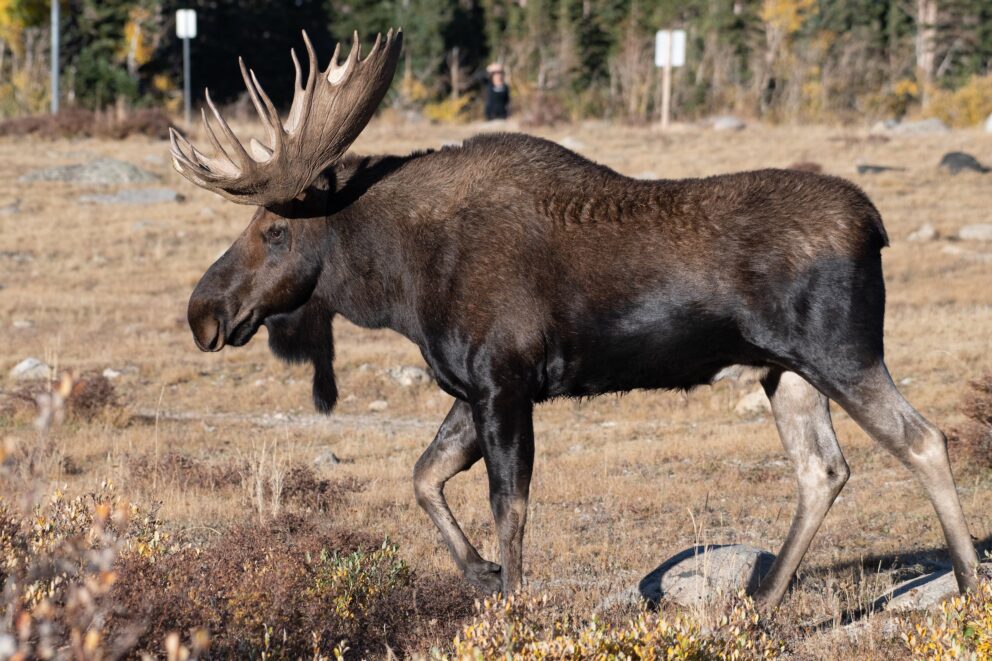 Moose (Shiras Moose) - NDOW