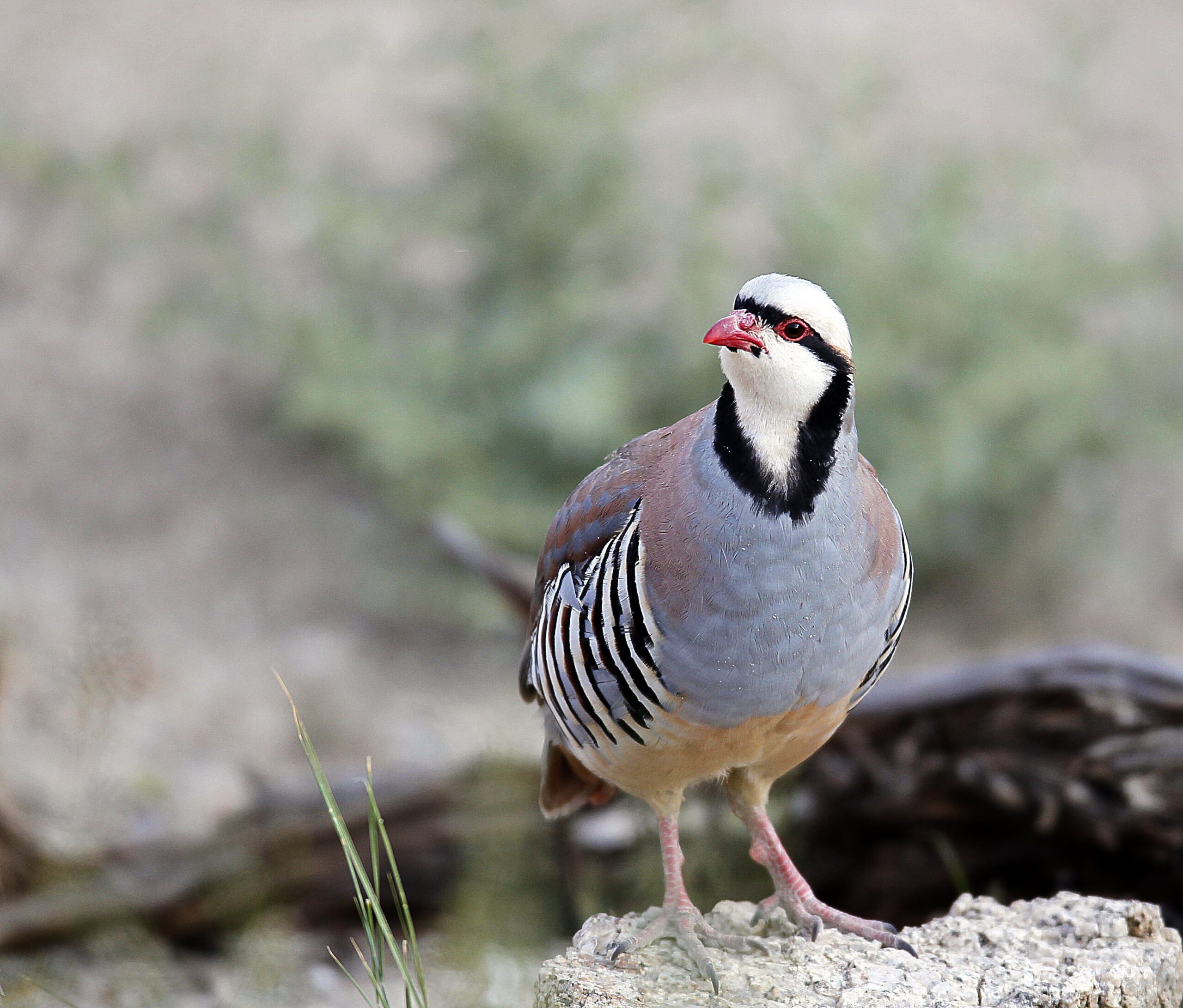 Chukar - NDOW