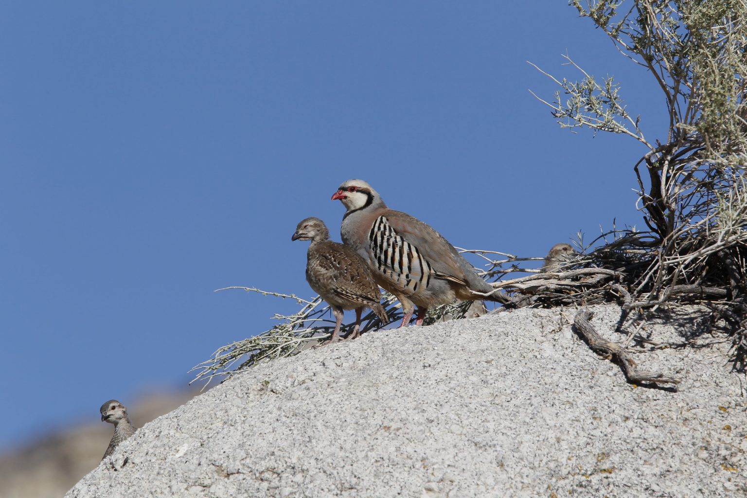 Chukar - NDOW