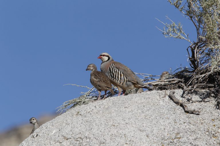 Chukar - NDOW