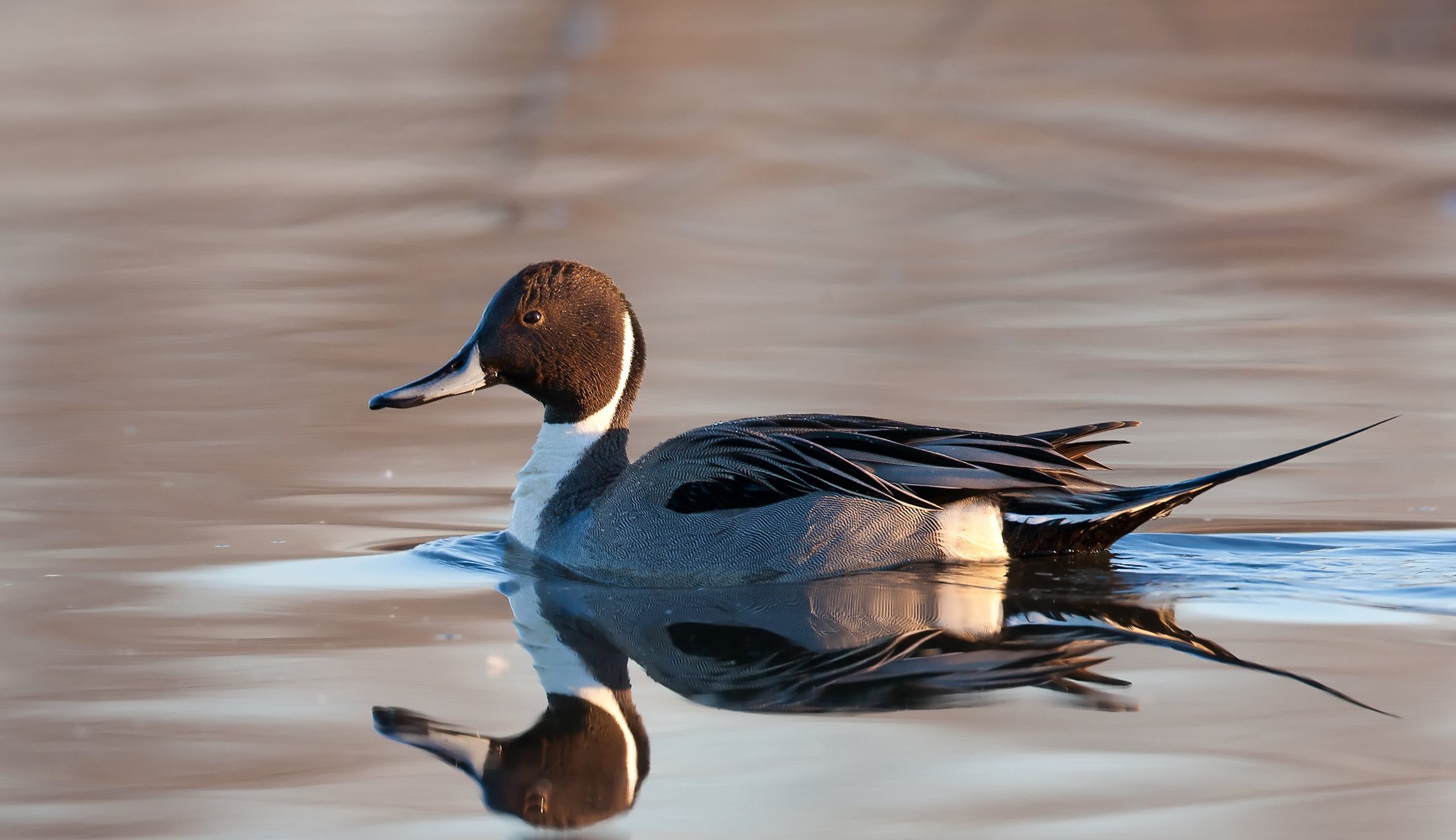 Northern Pintail - NDOW