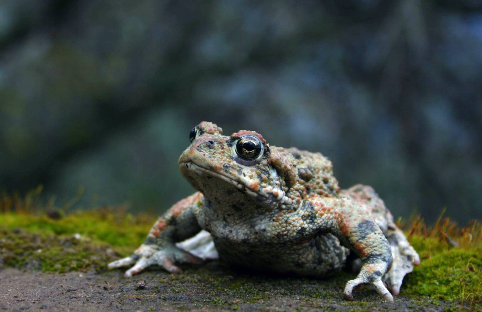 Western Toad - NDOW