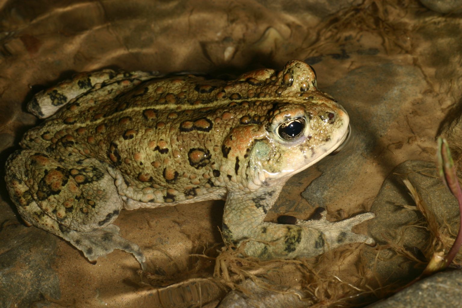 Western Toad - NDOW