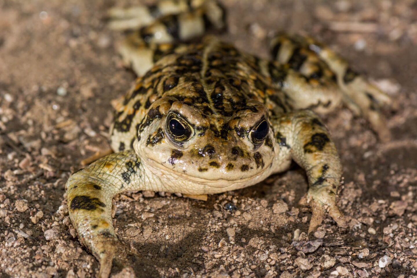 Nevada Discovery Trail