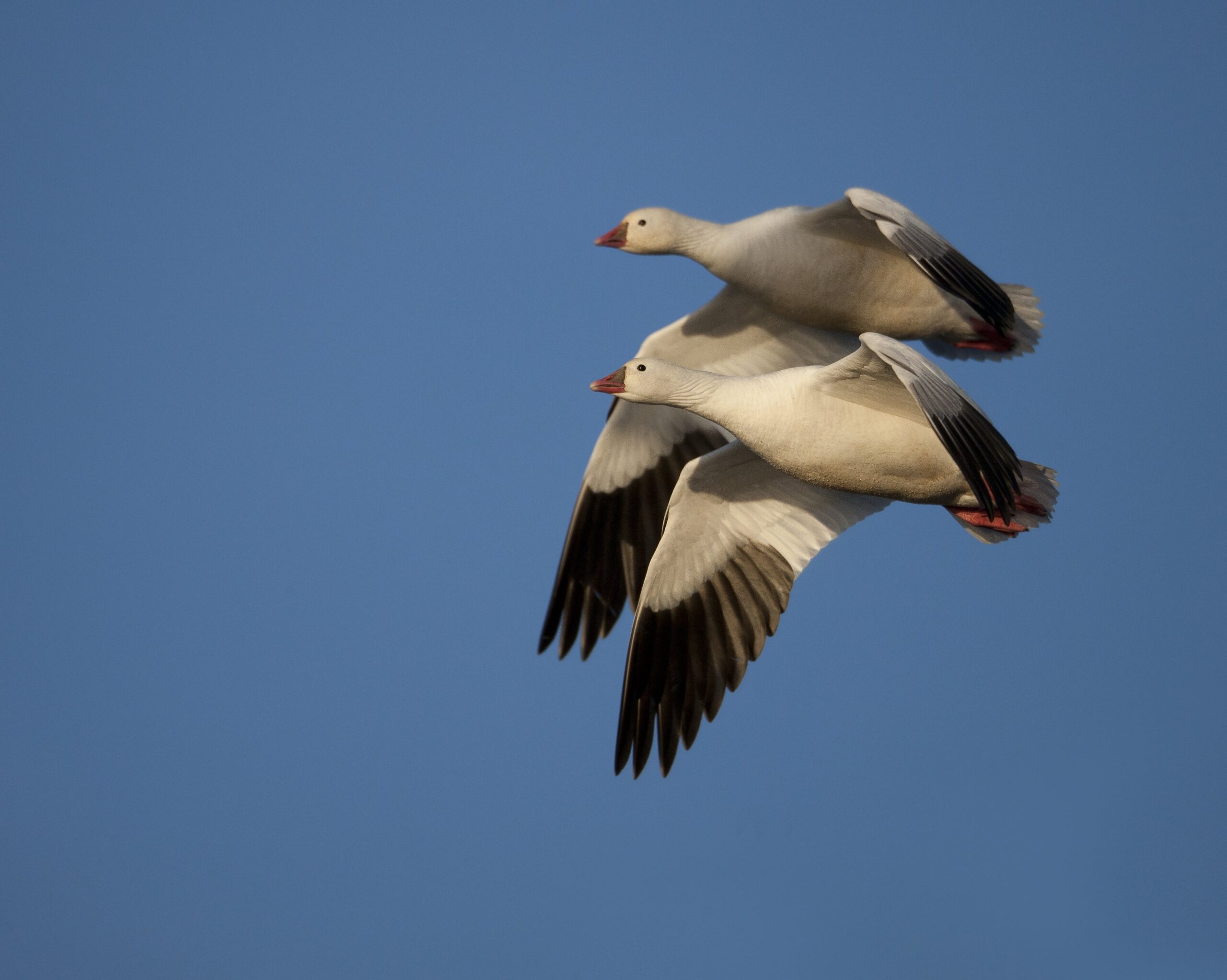 Ross's Goose - NDOW