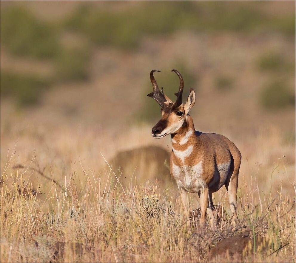 Pronghorn Antelope - NDOW