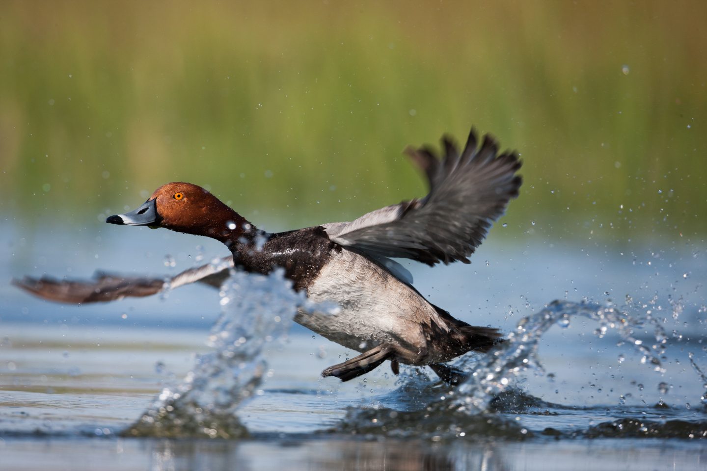 Canvasback - NDOW