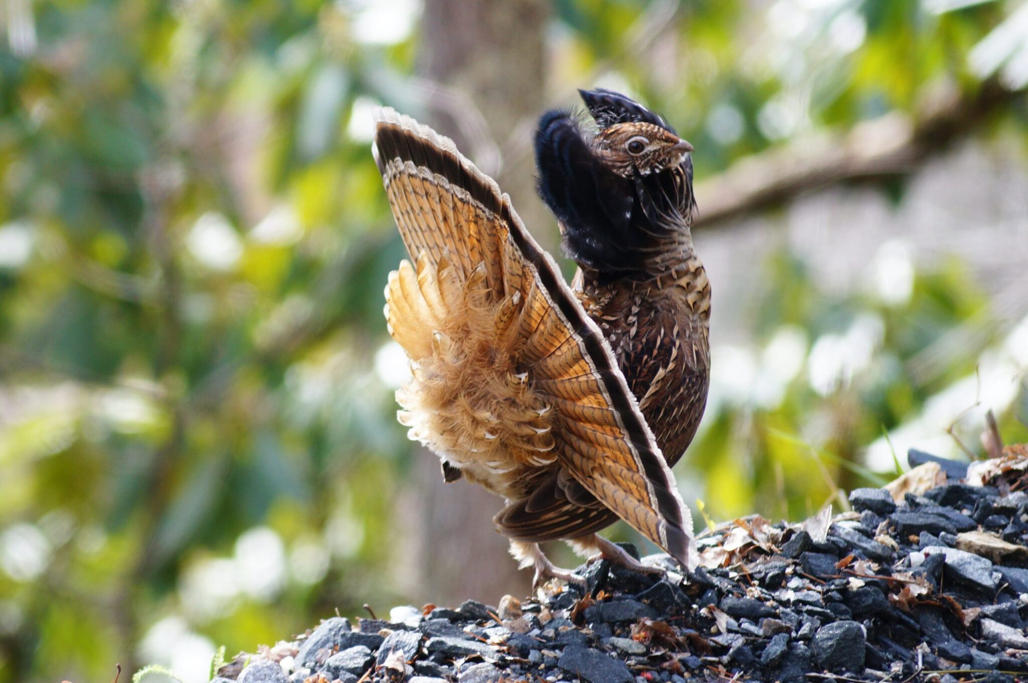 Ruffed Grouse - NDOW