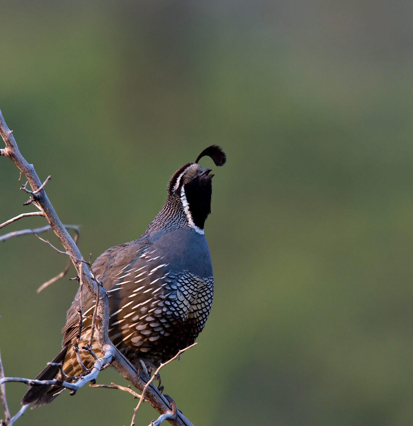 California Quail - NDOW