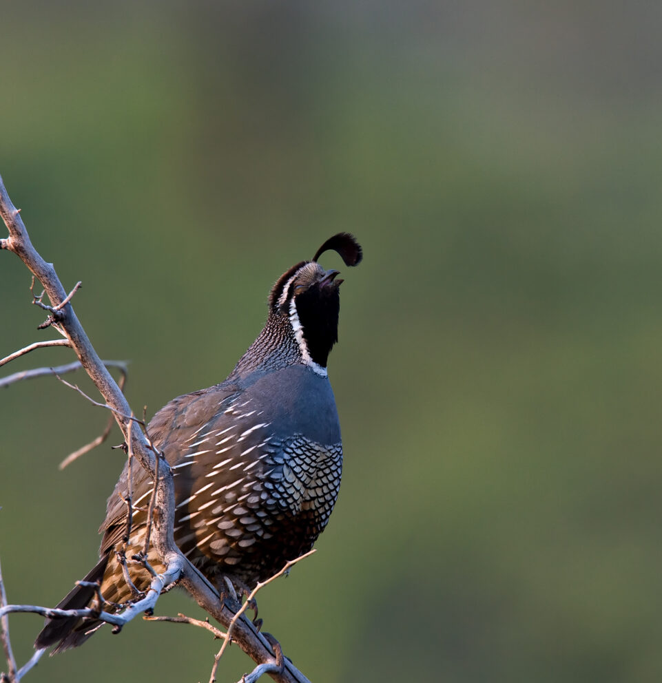 California Quail - NDOW