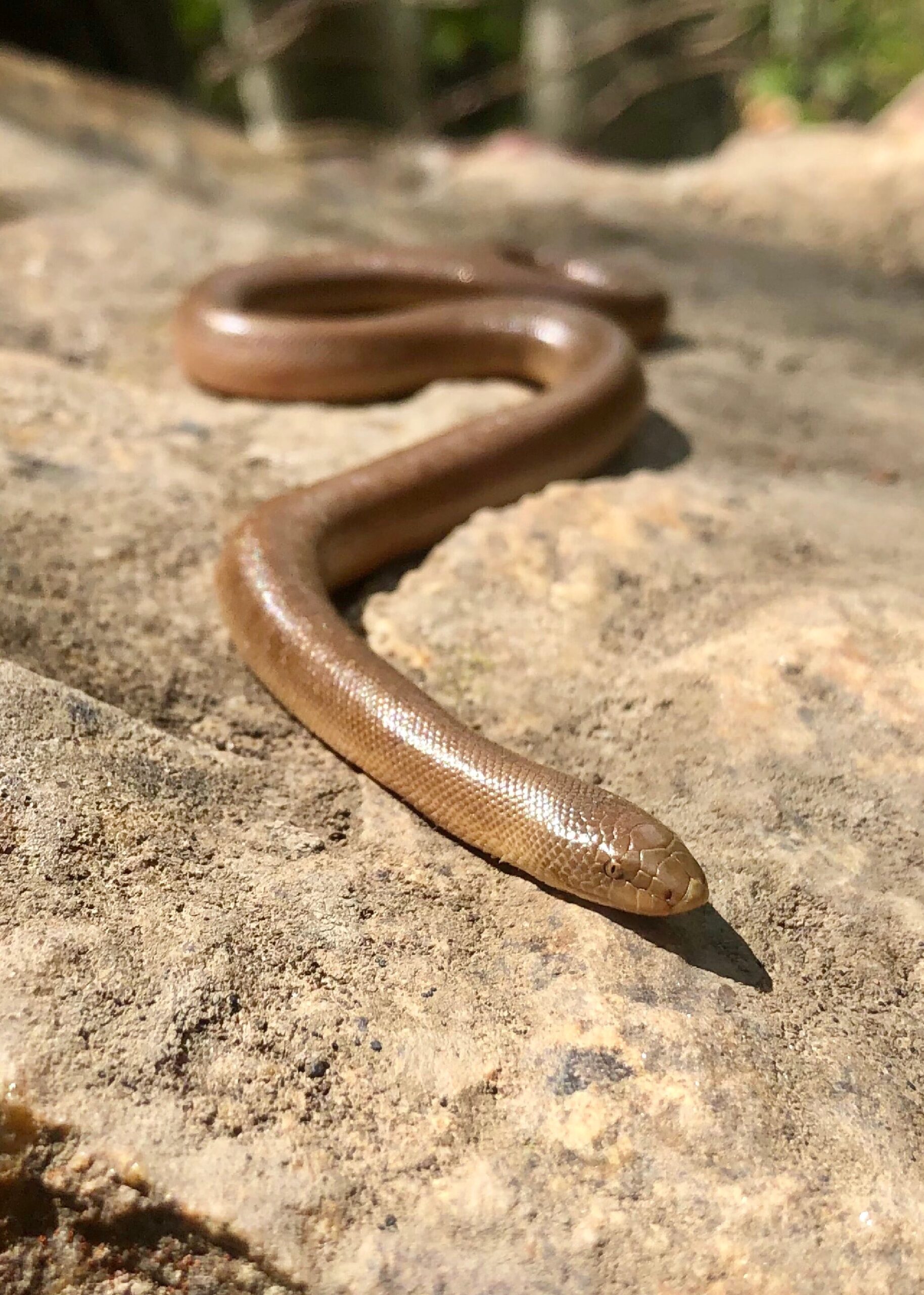 Northern Rubber Boa - NDOW