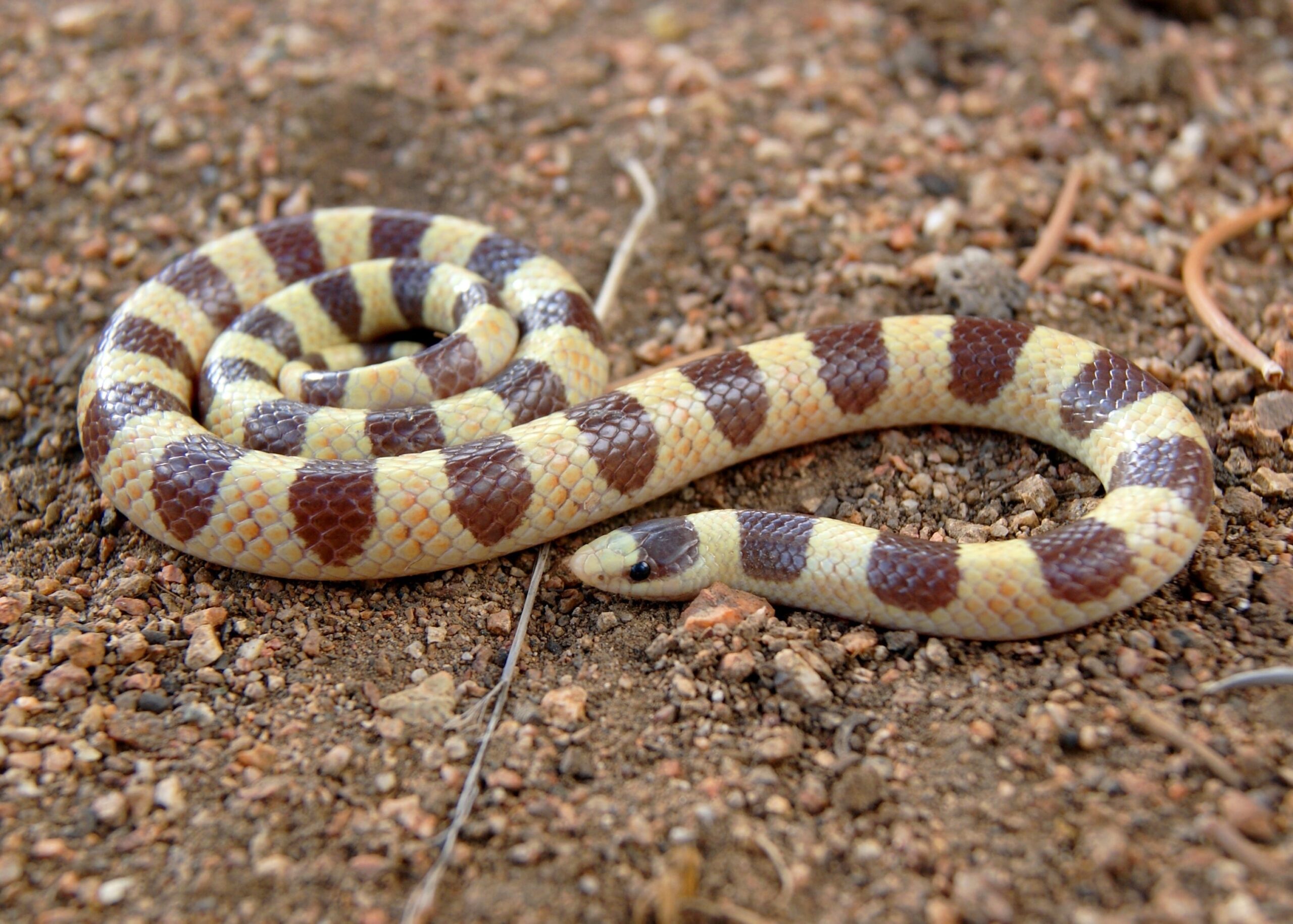 Mojave Shovel-nosed Snake - NDOW