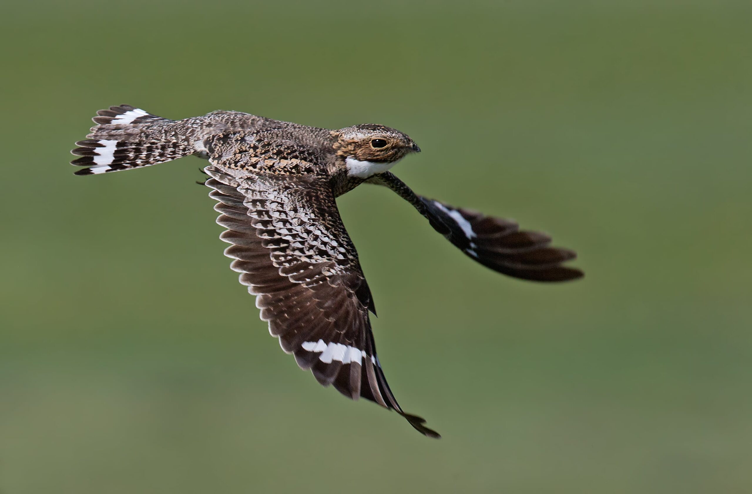 Common Nighthawk - NDOW