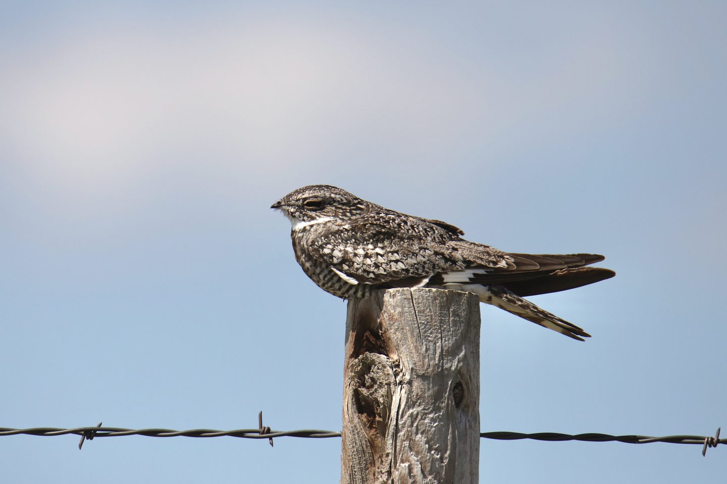 Common Nighthawk - NDOW