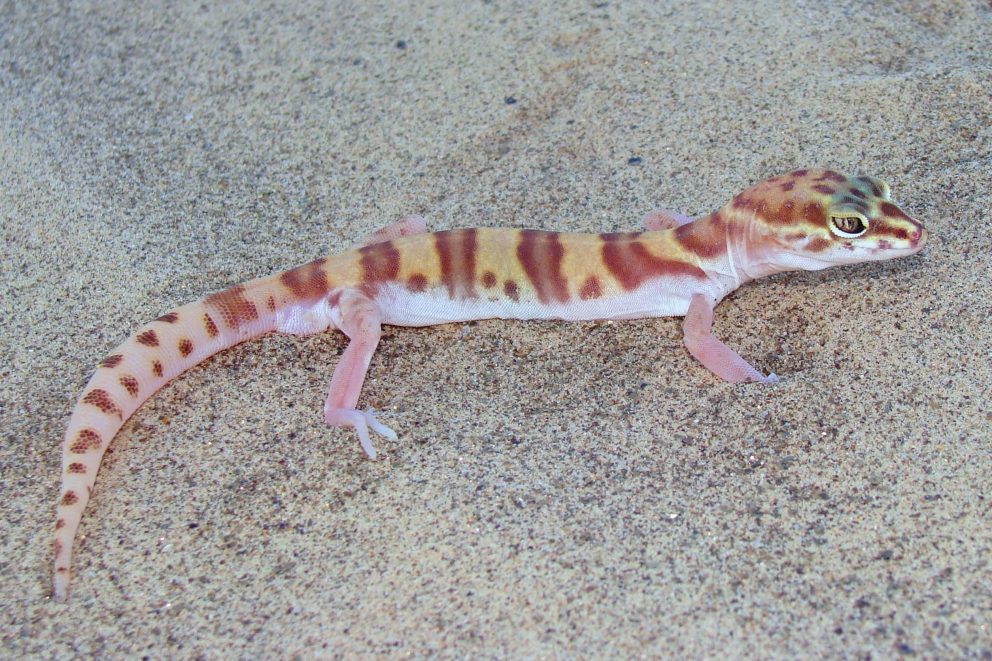 Western Banded Gecko - NDOW