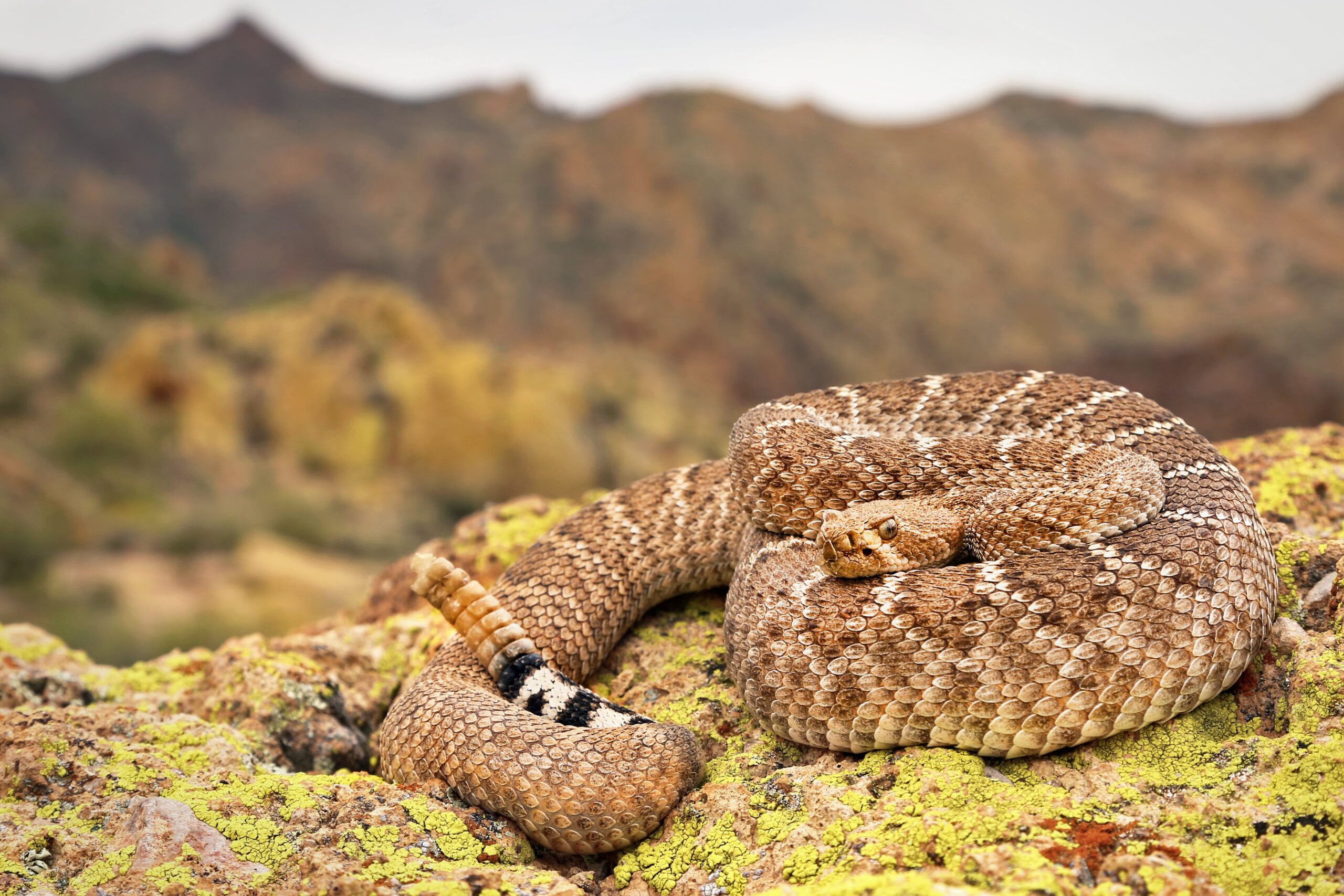Western Diamondback Rattlesnake - NDOW
