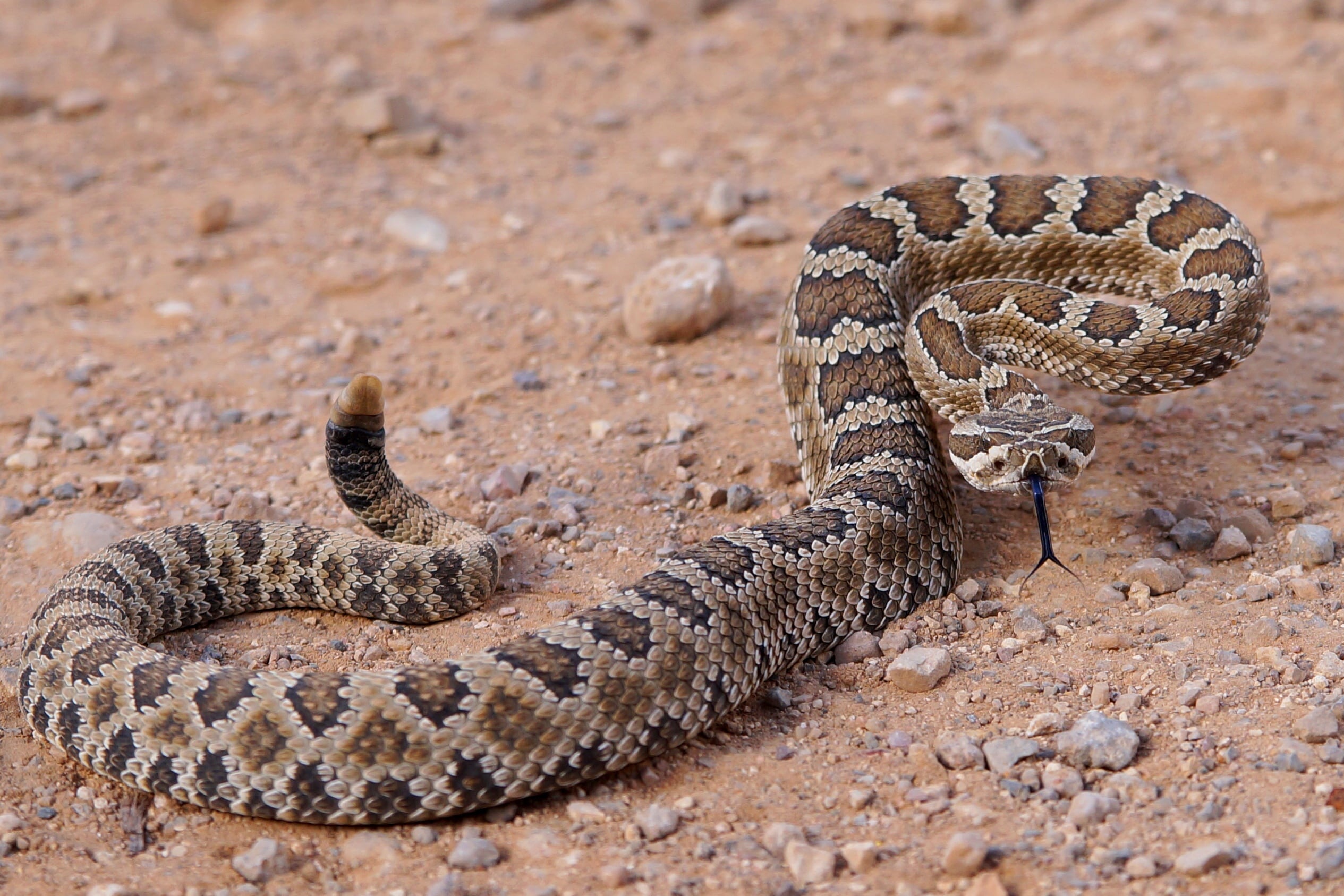 Great Basin Rattlesnake - NDOW