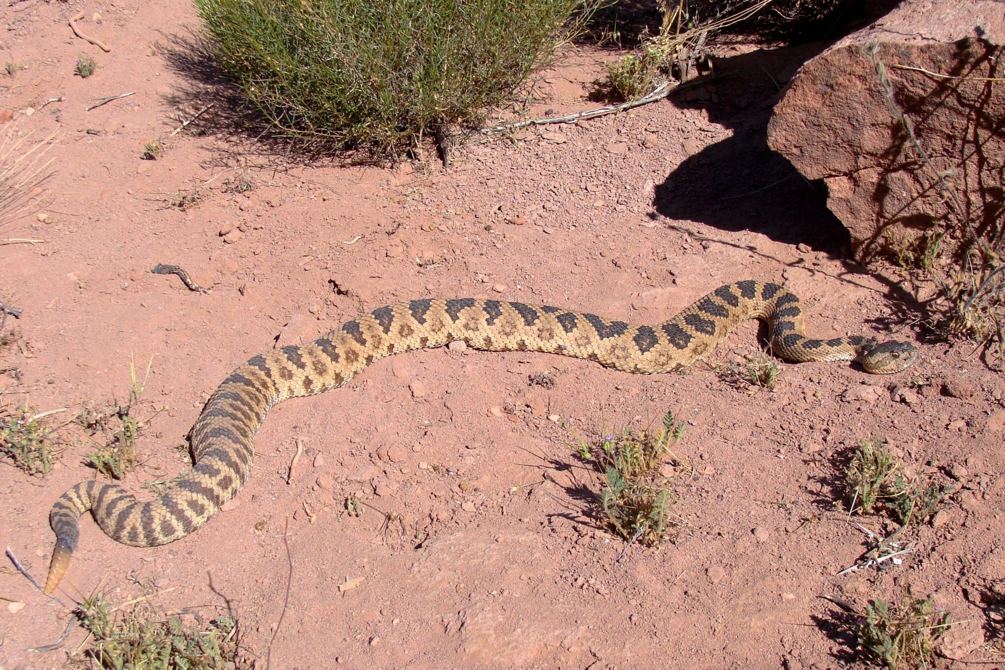 Great Basin Rattlesnake - NDOW