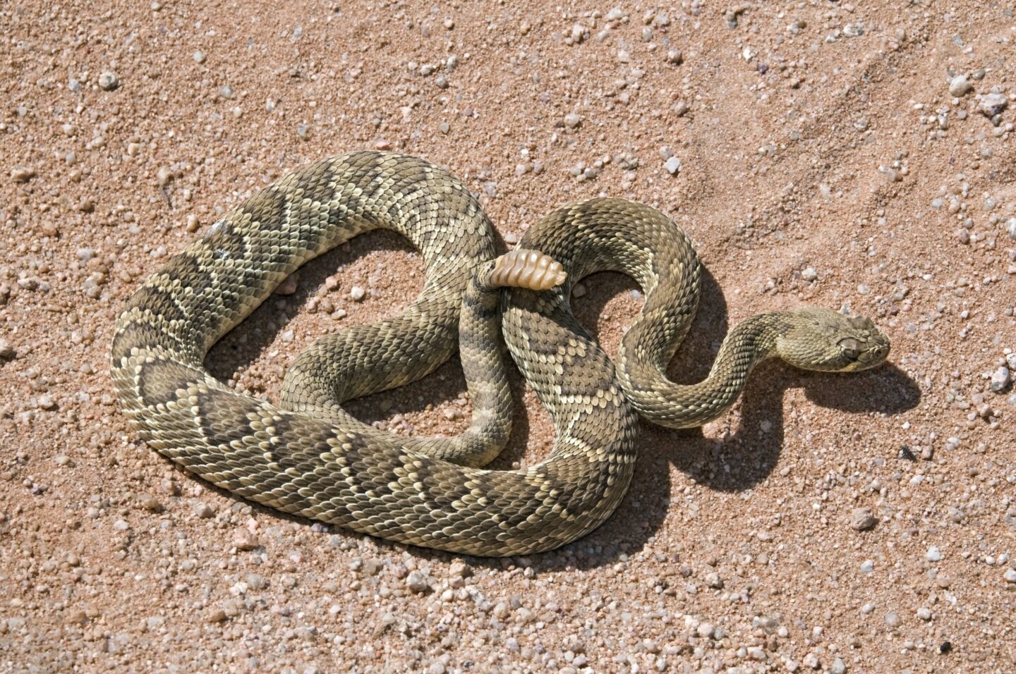Mojave Green Rattlesnake - NDOW