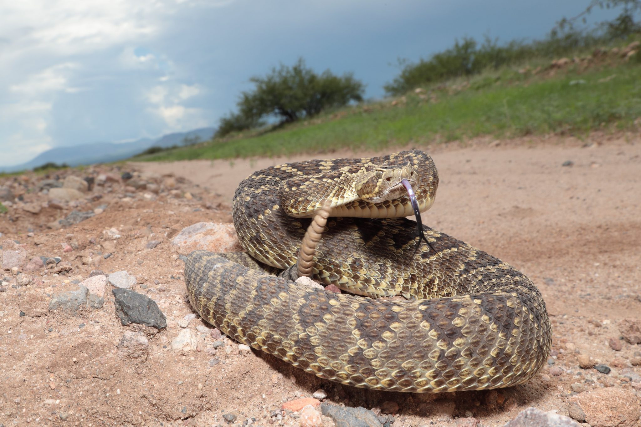 Mojave Green Rattlesnake - NDOW