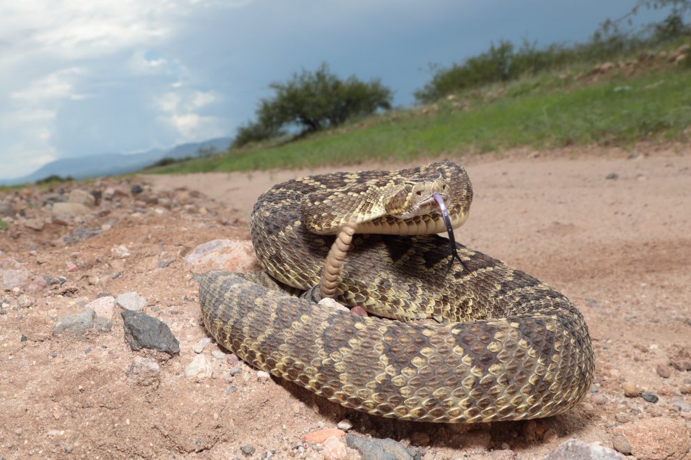 Mojave Green Rattlesnake - NDOW