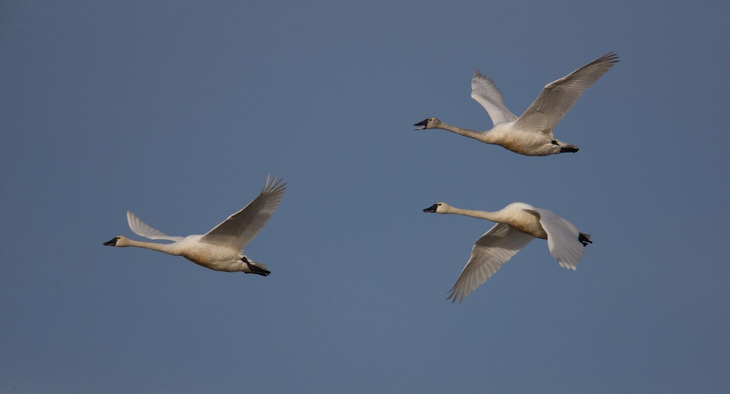 Living With Wildlife - Nevada Wildlife