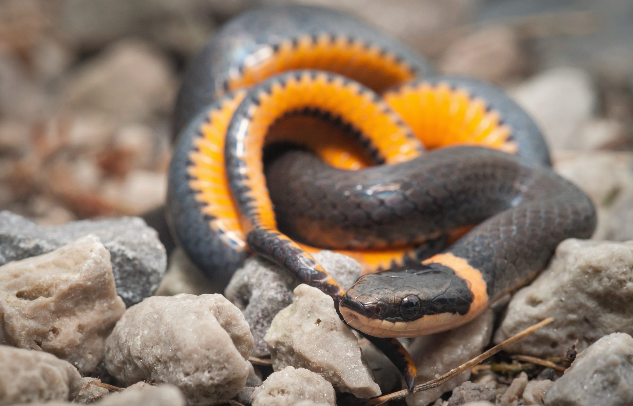 Ring-necked Snake - NDOW