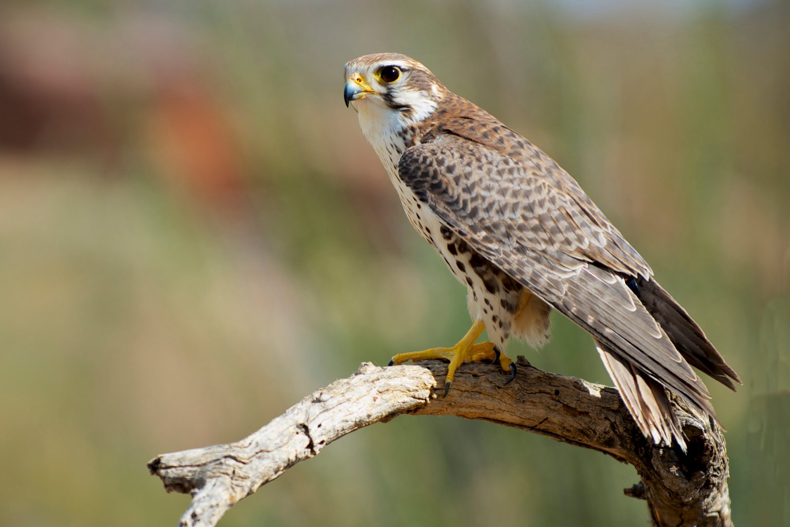 Prairie Falcon - NDOW