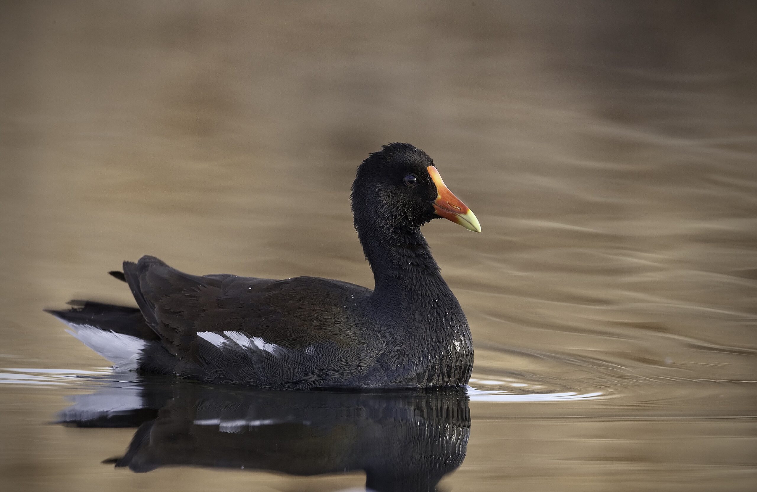 American Coot - NDOW