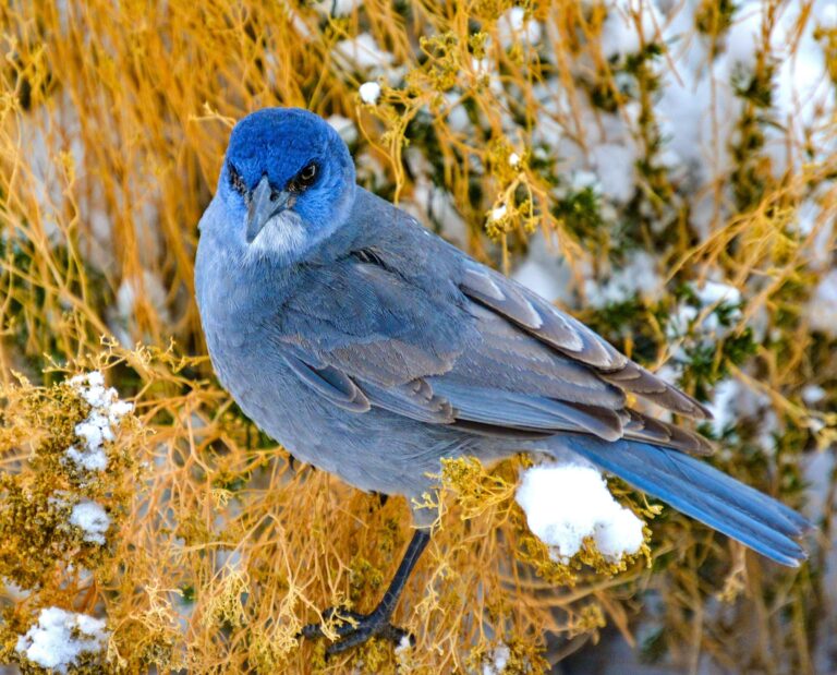 Living With Wildlife - Nevada Wildlife