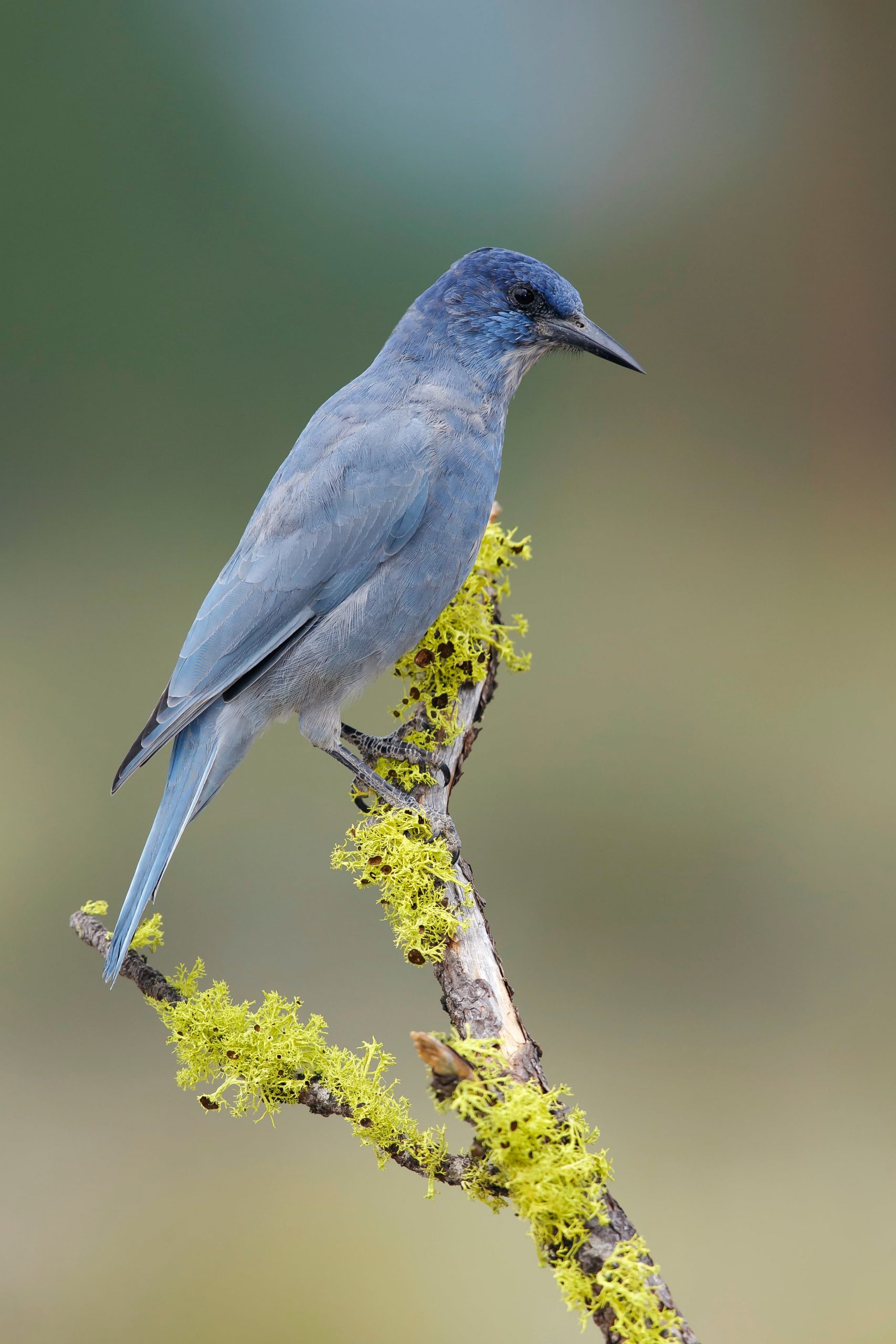 Pinyon Jay - NDOW