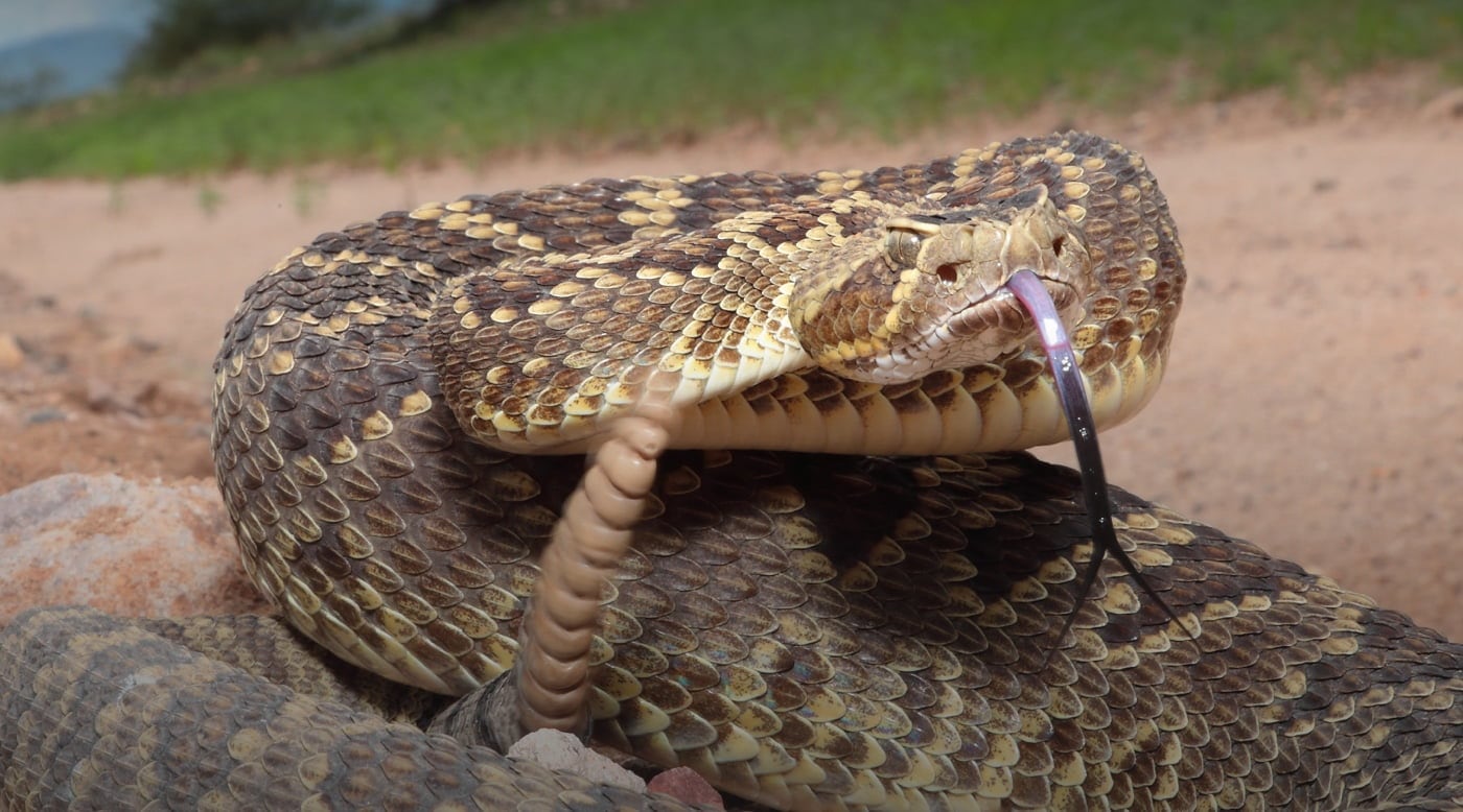 Species Information - Nevada Wildlife