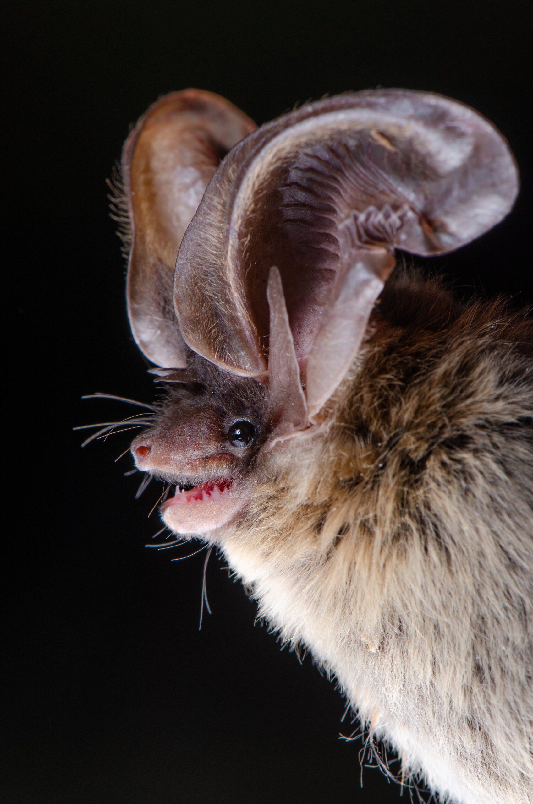 Allen's Big-eared Bat - NDOW