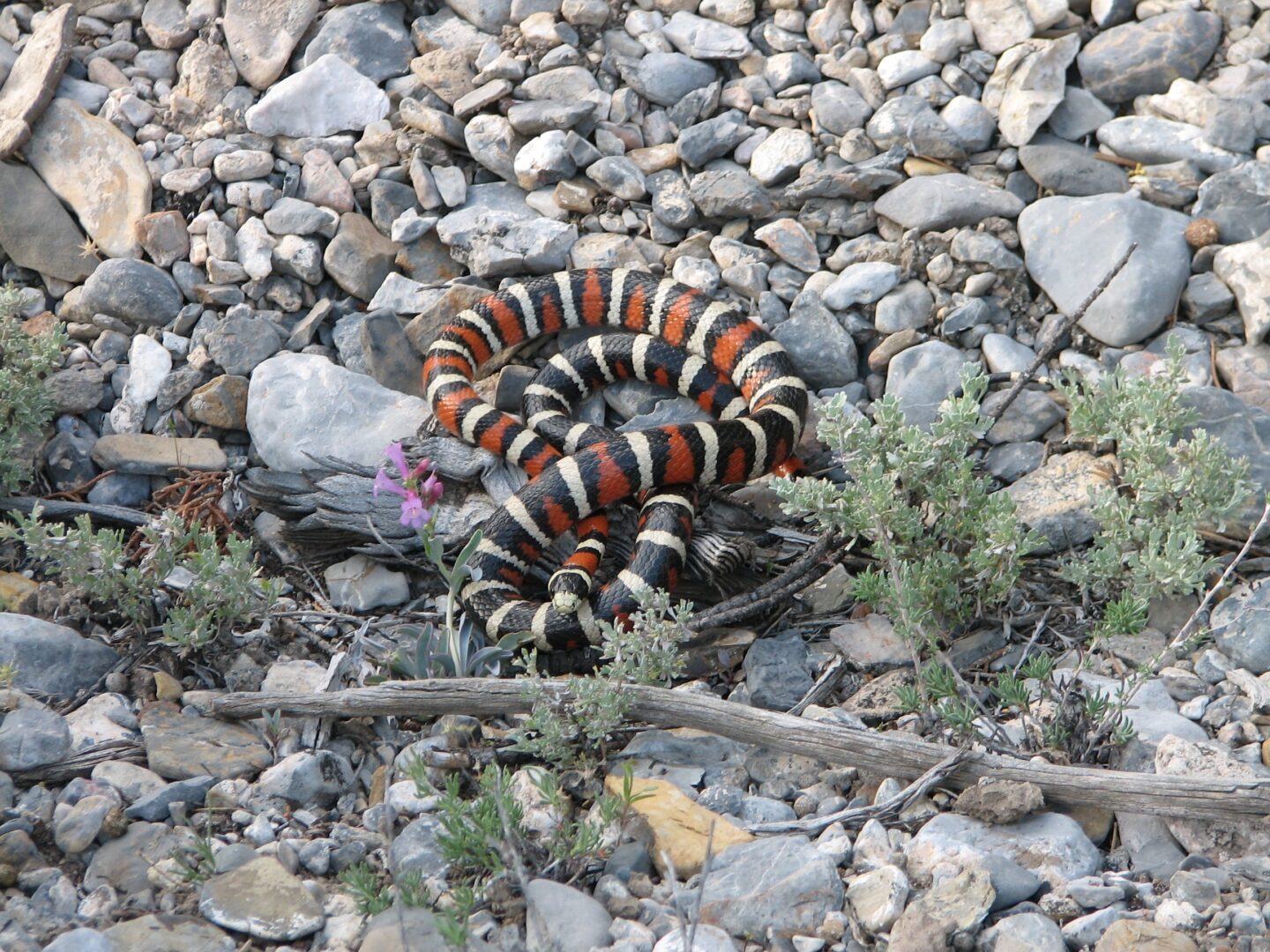 Sonoran Mountain Kingsnake - NDOW