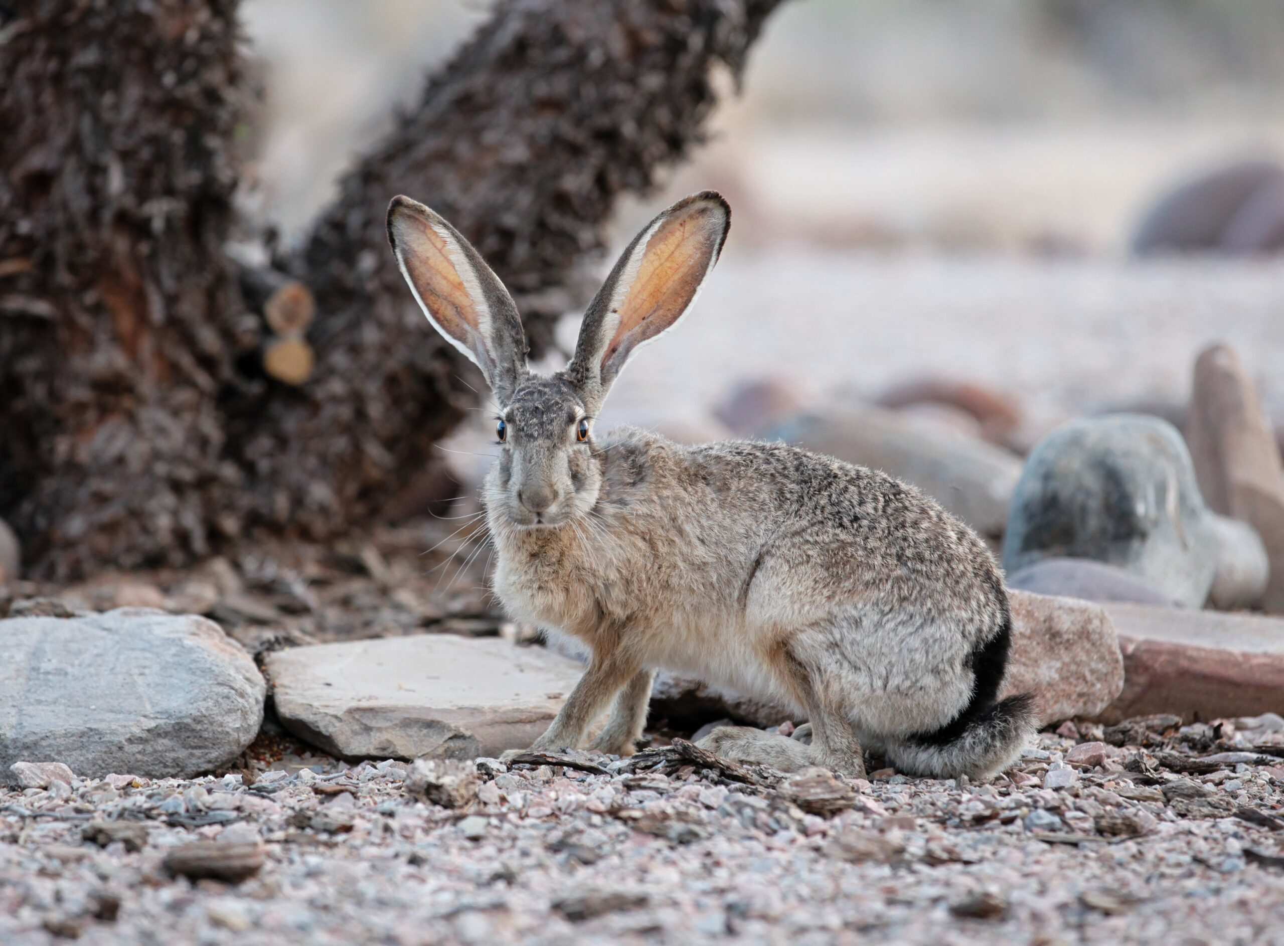 Black Tailed Jackrabbit Habitat Black Tailed Jackrabbit | Washington