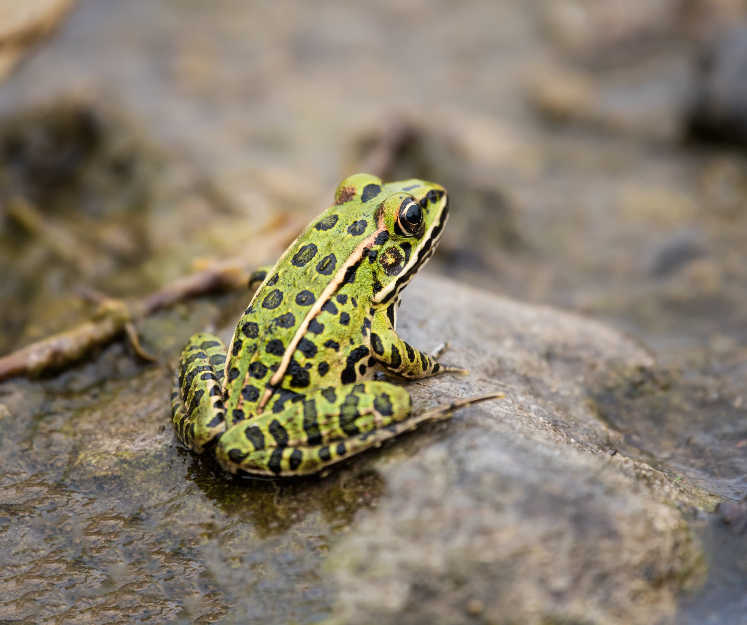 Northern Leopard Frog - NDOW