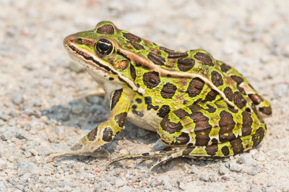 Northern Leopard Frog - NDOW